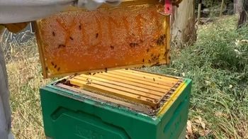 Buy Local Honeycomb in Full Frame - The Basin Backyard