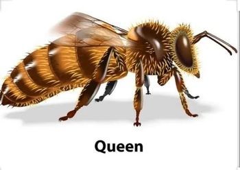 Buy Queen Bee (Pre Order) - The Basin Backyard Australia