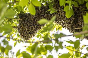 Shop Live Bees | The Basin Backyard